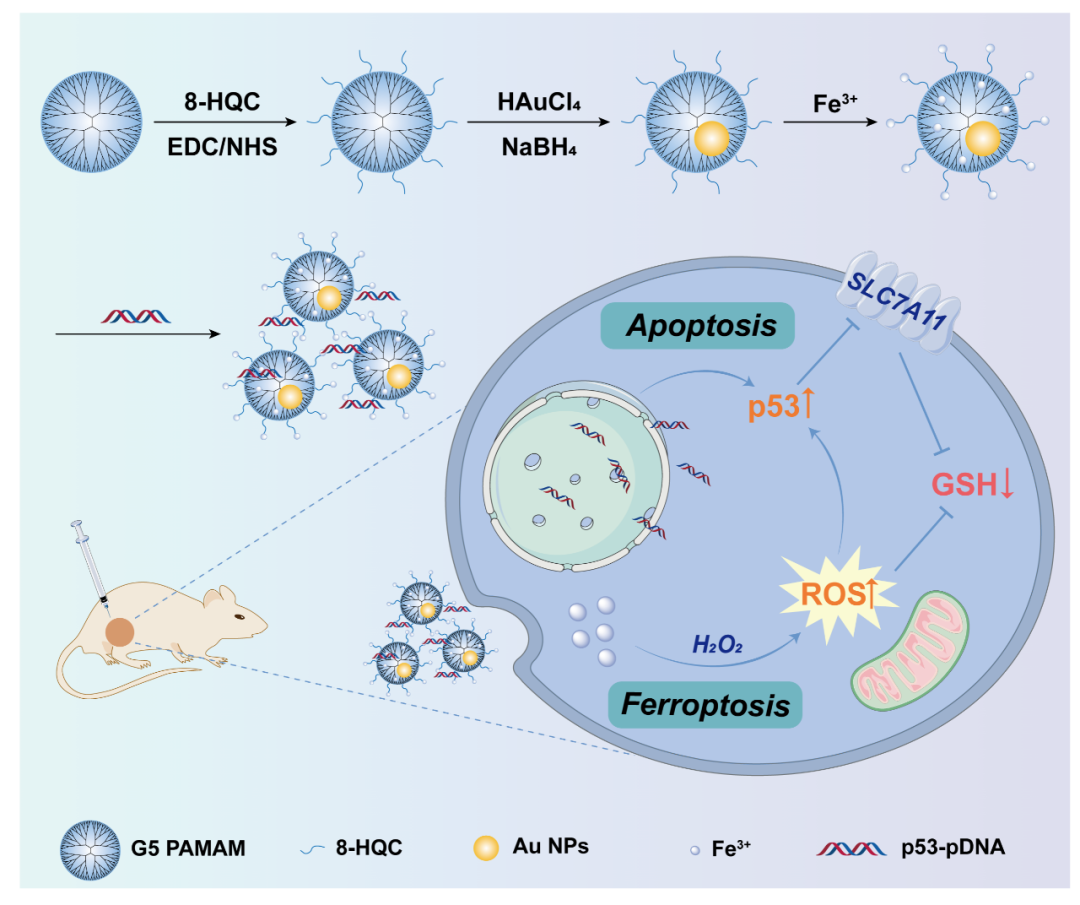 2022年1月，研究生马文静为第一作者的论文被 Sci.China Chem.正式接收发表