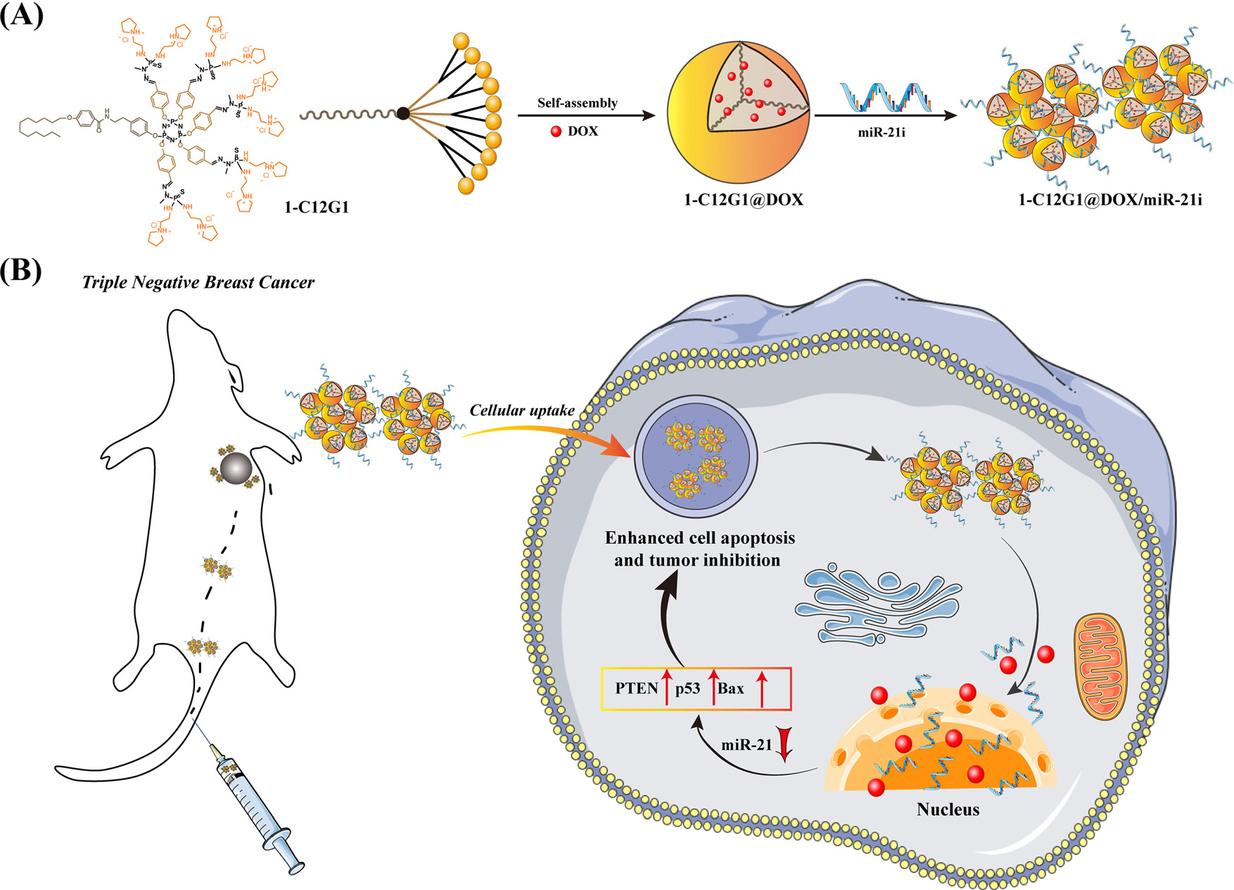 2022年11月，博士研究生陈亮为第一作者的论文被 JOURNAL OF MATERIALS CHEMISTRY B正式接收发表